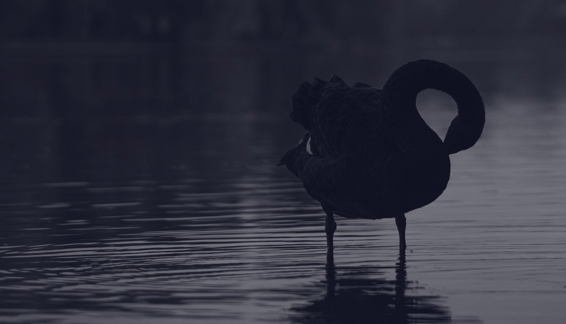Resources | The Black Swan Group | Free Negotiation Downloads | Chris Voss